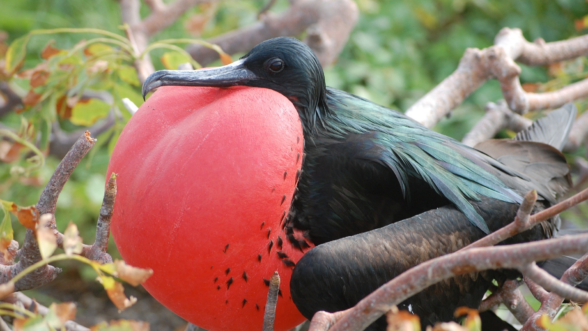 Isla Contoy | Especie: Fragata (Fregata magnificens)