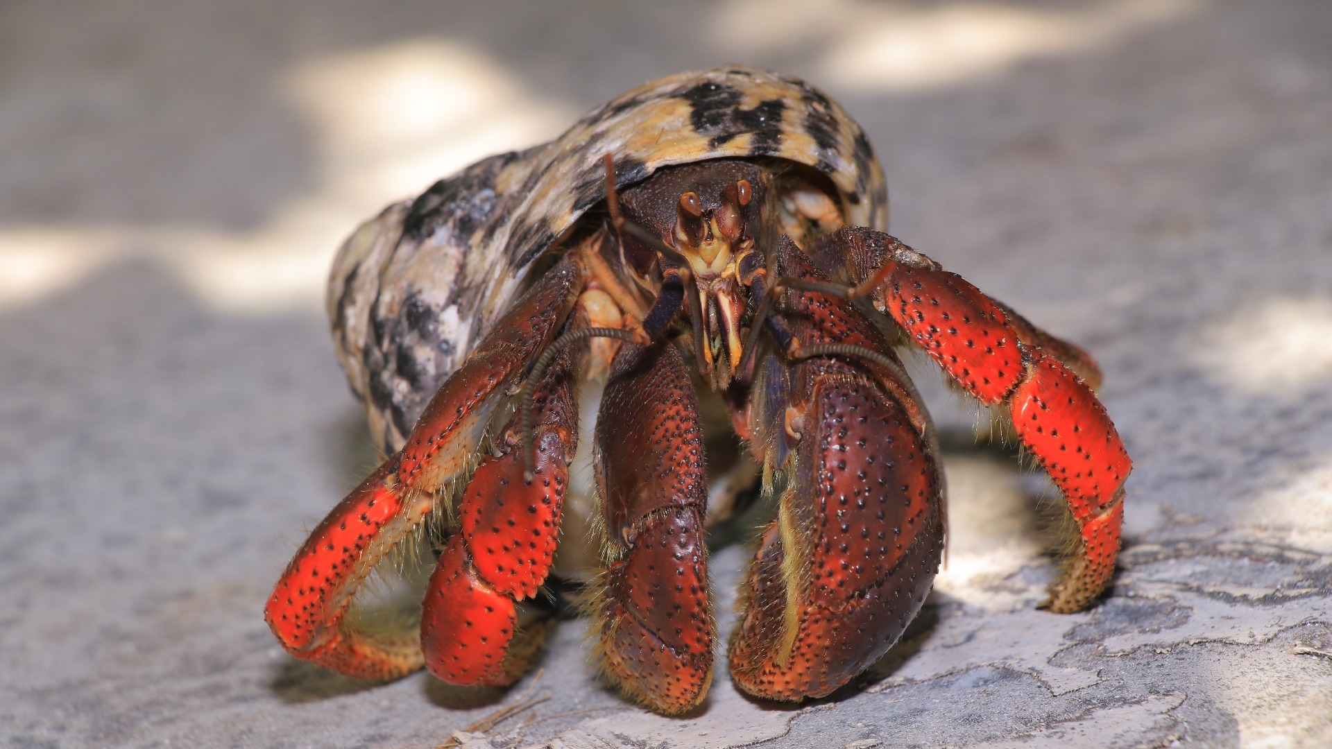El Mejor Tour a Isla Contoy y Tour de Nado con Tiburón Ballena 🌴