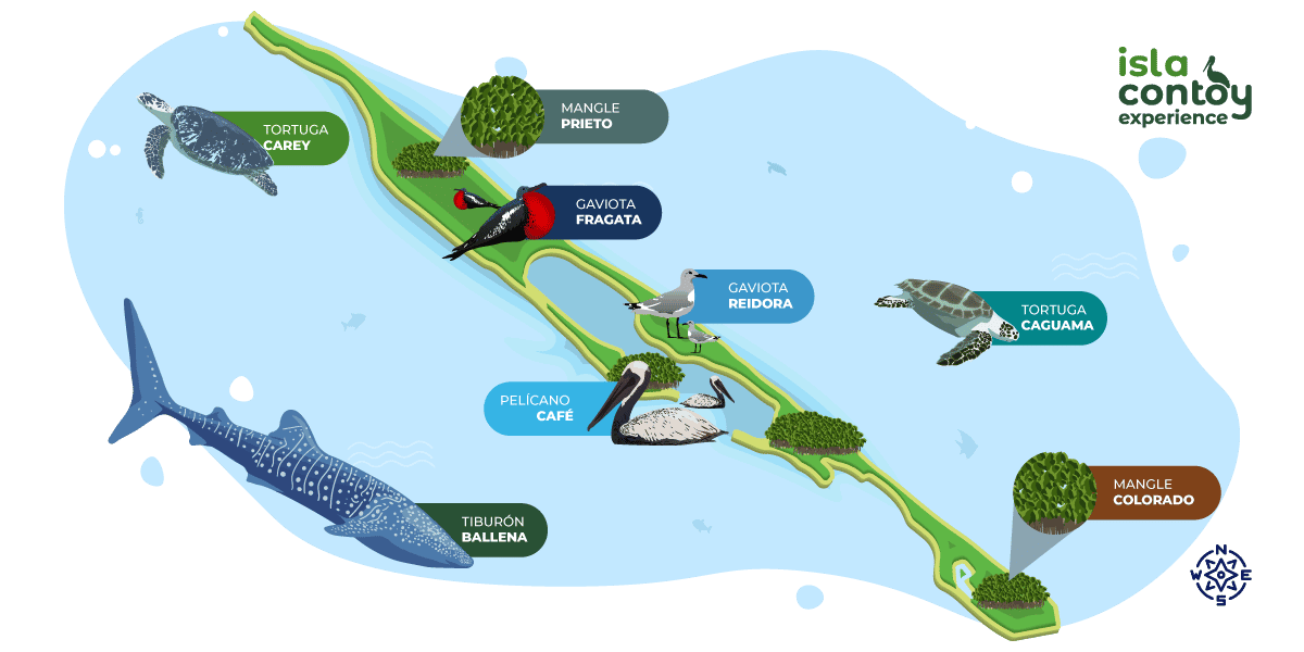 El Mejor Tour a Isla Contoy y Tour de Nado con Tiburón Ballena 🌴