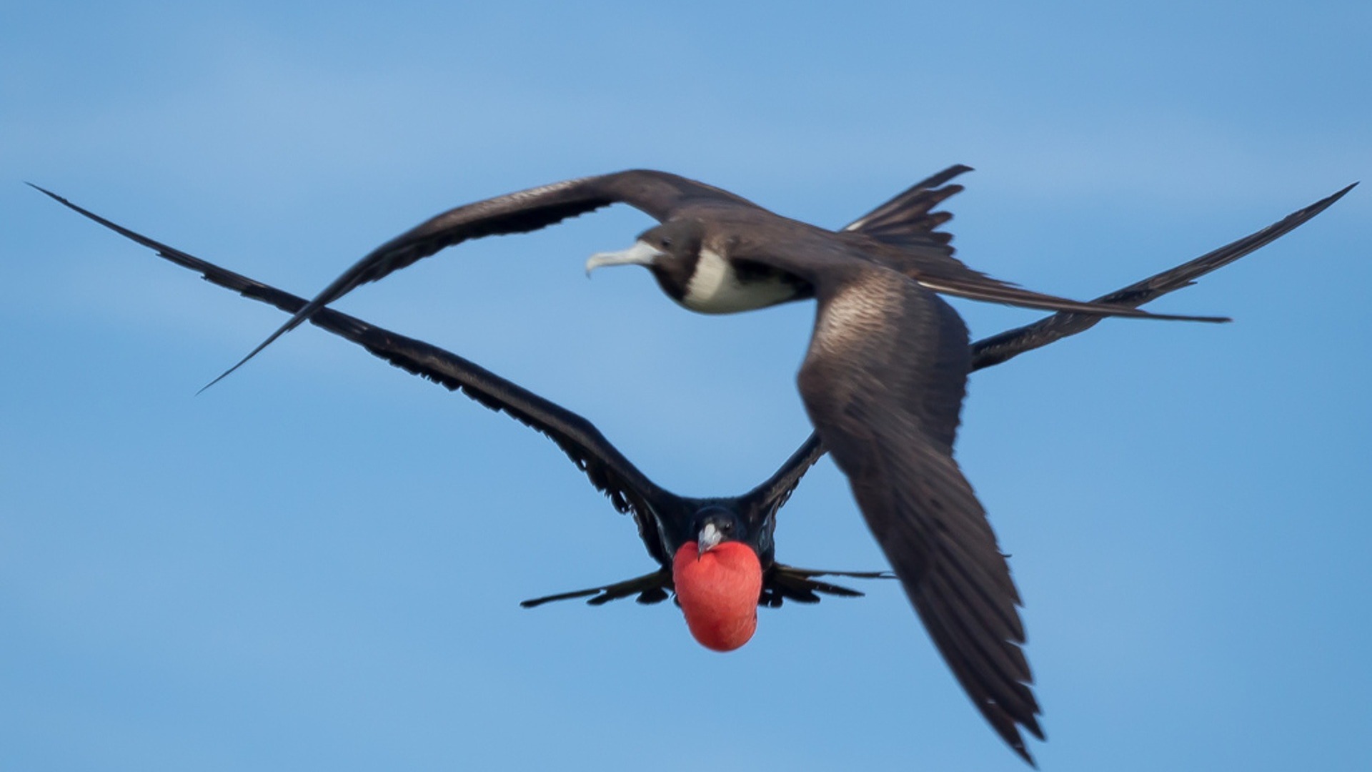 Isla Contoy | Especie: Fragata (Fregata magnificens)