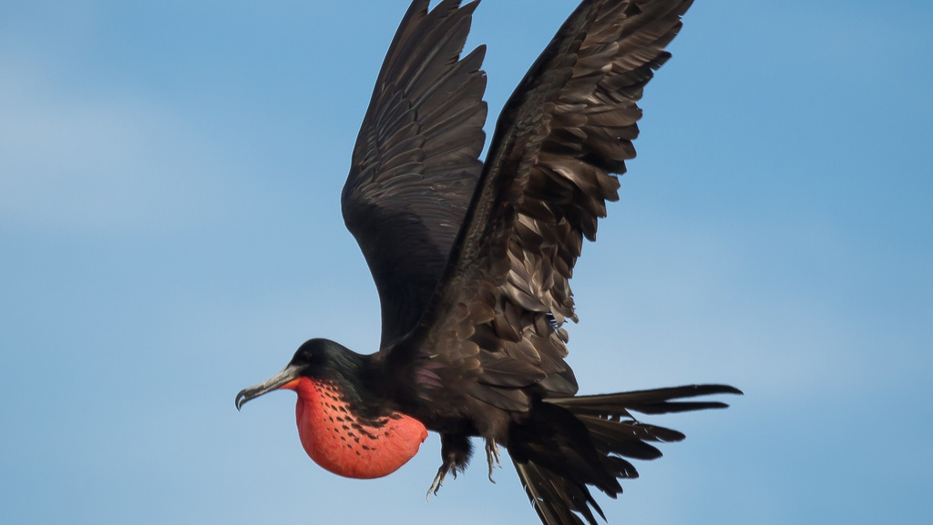 Isla Contoy | Especie: Fragata (Fregata magnificens)