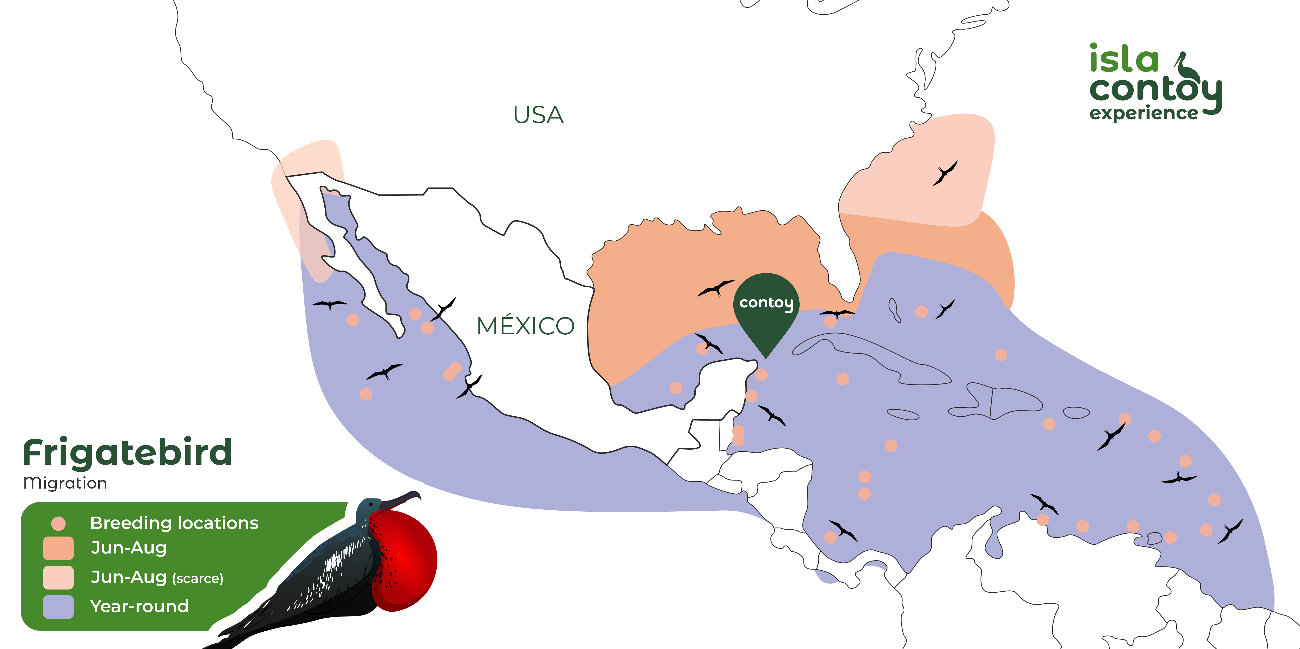 Isla Contoy | Especie: Fragata (Fregata magnificens)