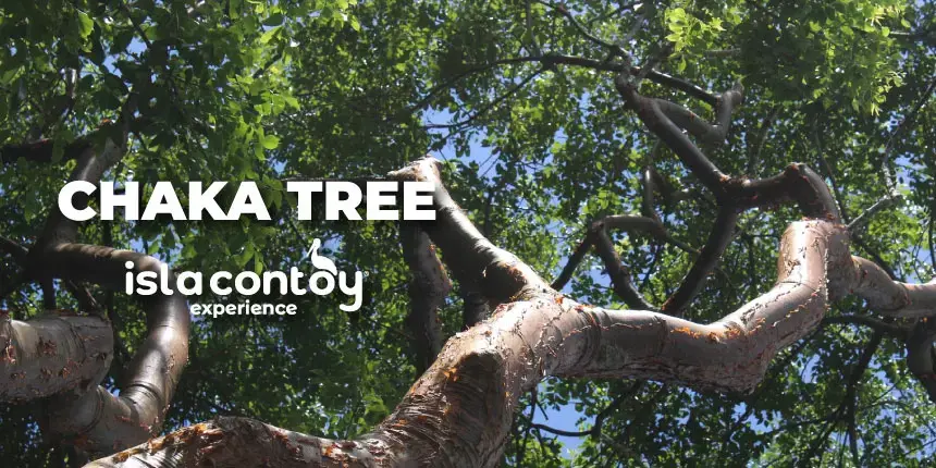 Mangrove Diversity and Ecosystem Importance | Rhizophoraceae Insights