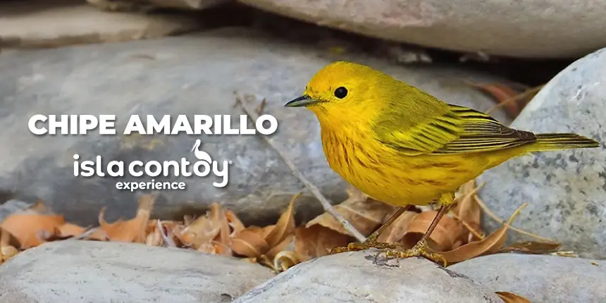 Isla Contoy | Especie: Chipe Amarillo (Setophaga petechia)