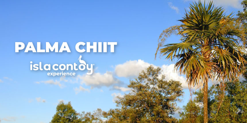Chiit Palm: Tropical Fan Palm | Growth, Climate, and Traditions