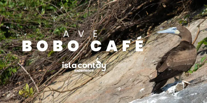 Isla Contoy | Especie: Bobo Café (Sula Leucogaster)