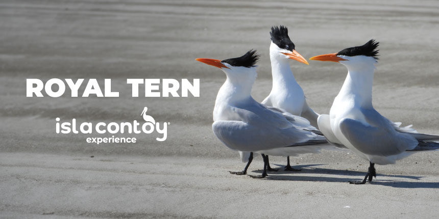 Isla Contoy | Specie: Royal Tern (Thalasseus maximus)